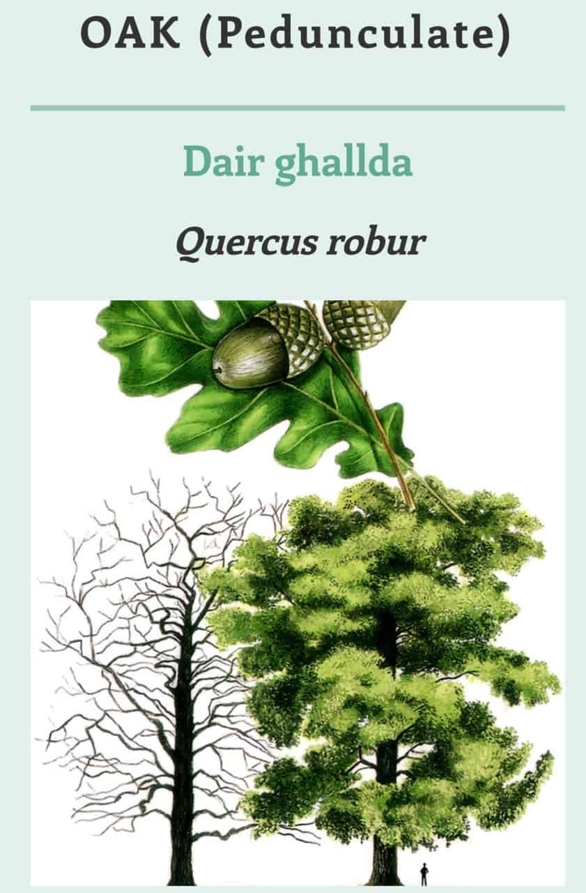 The Bogwood Story from Celtic Roots