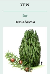 The Bogwood Story from Celtic Roots