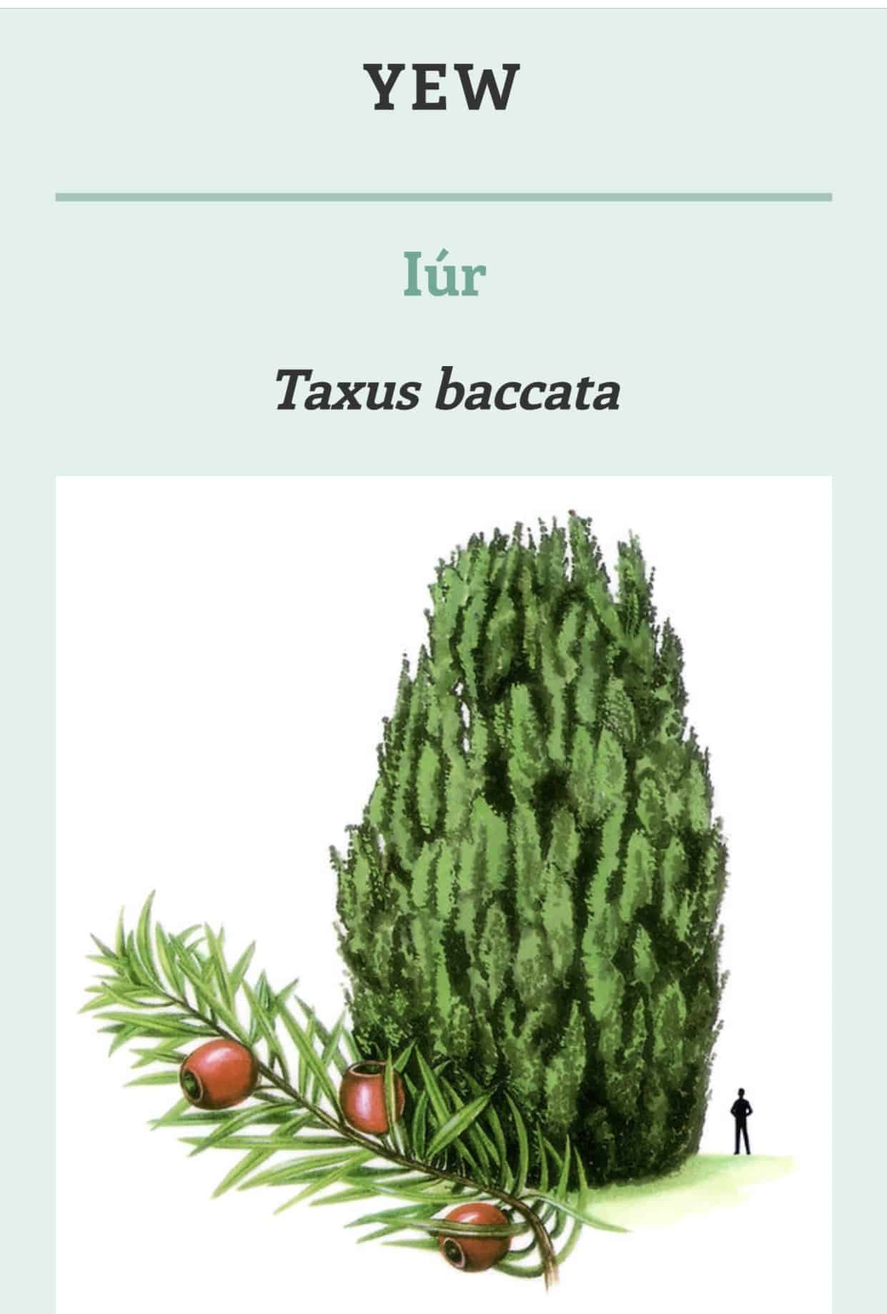 The Bogwood Story from Celtic Roots